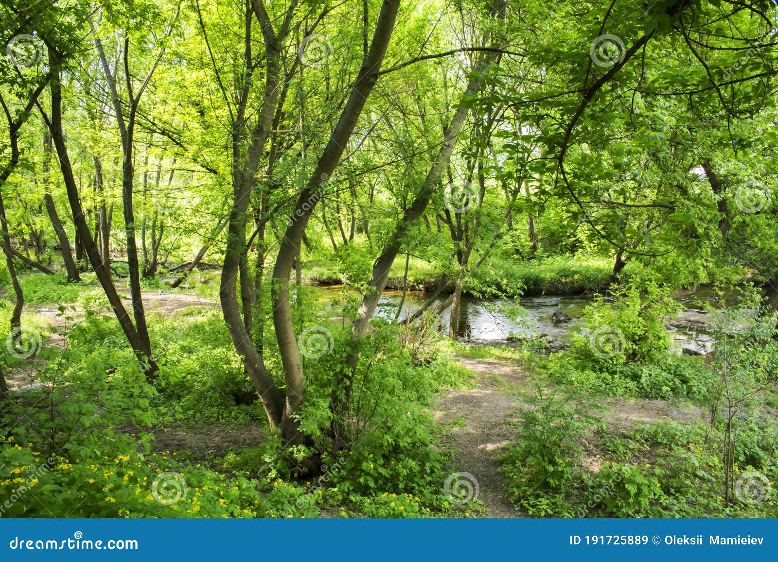 Spring Forest Stream, Path Surrounded by Greenery Stock Image - Image ...