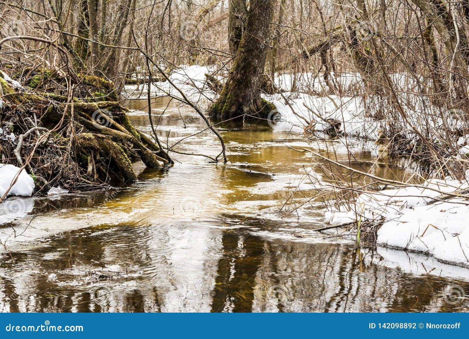 Spring Forest Stream Consisting of Meltwater, Meltwater Stream Flows in ...