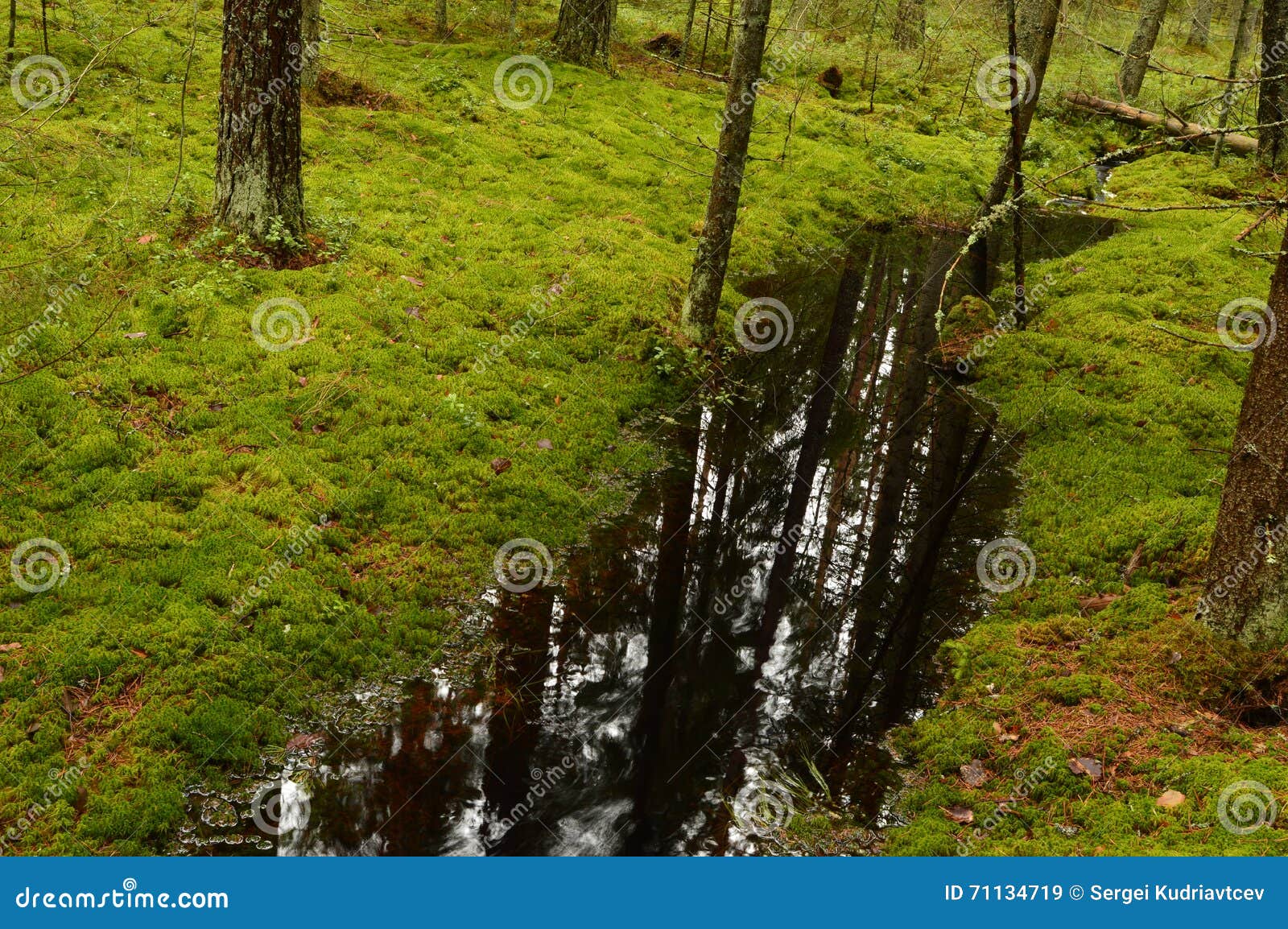 Spring Forest Stream Reflecting the Oil on the Water Surface Stock ...