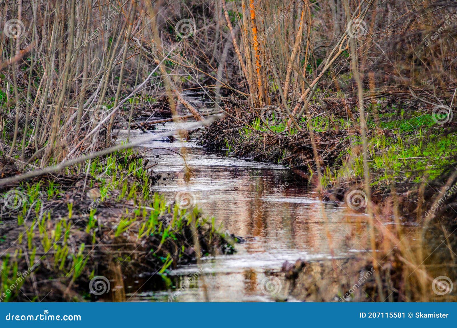 Spring Forest Stream among Trees Stock Image - Image of mossy, green ...