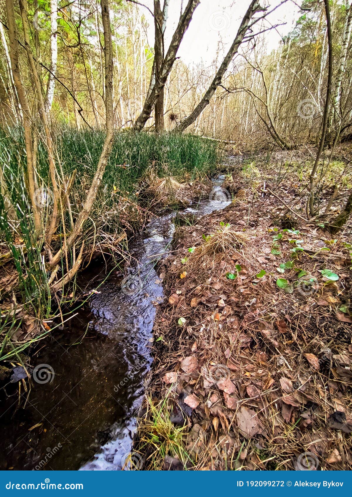 Spring Forest Stream.yellow Leaves Stock Photo - Image of trunks ...