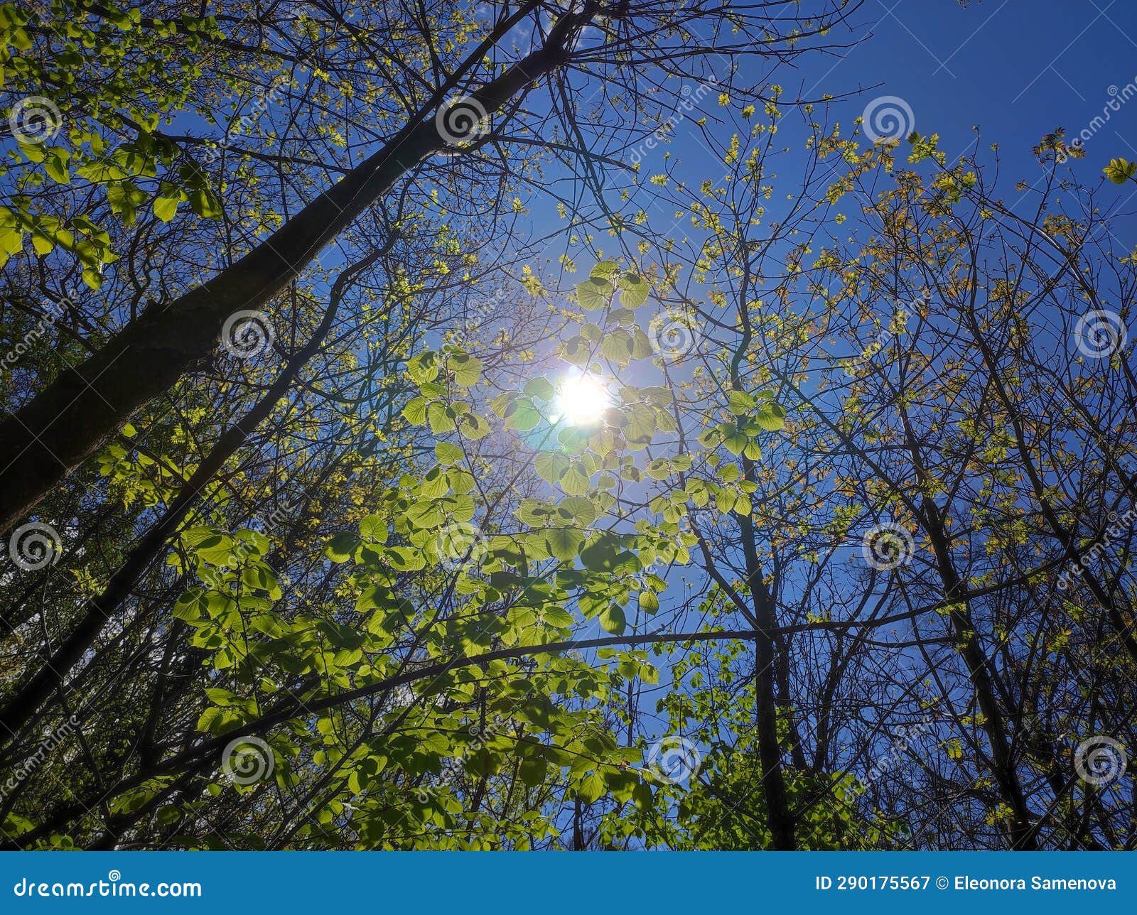 Spring Forest with Sun and Blue Sky Stock Image - Image of branch, blue ...