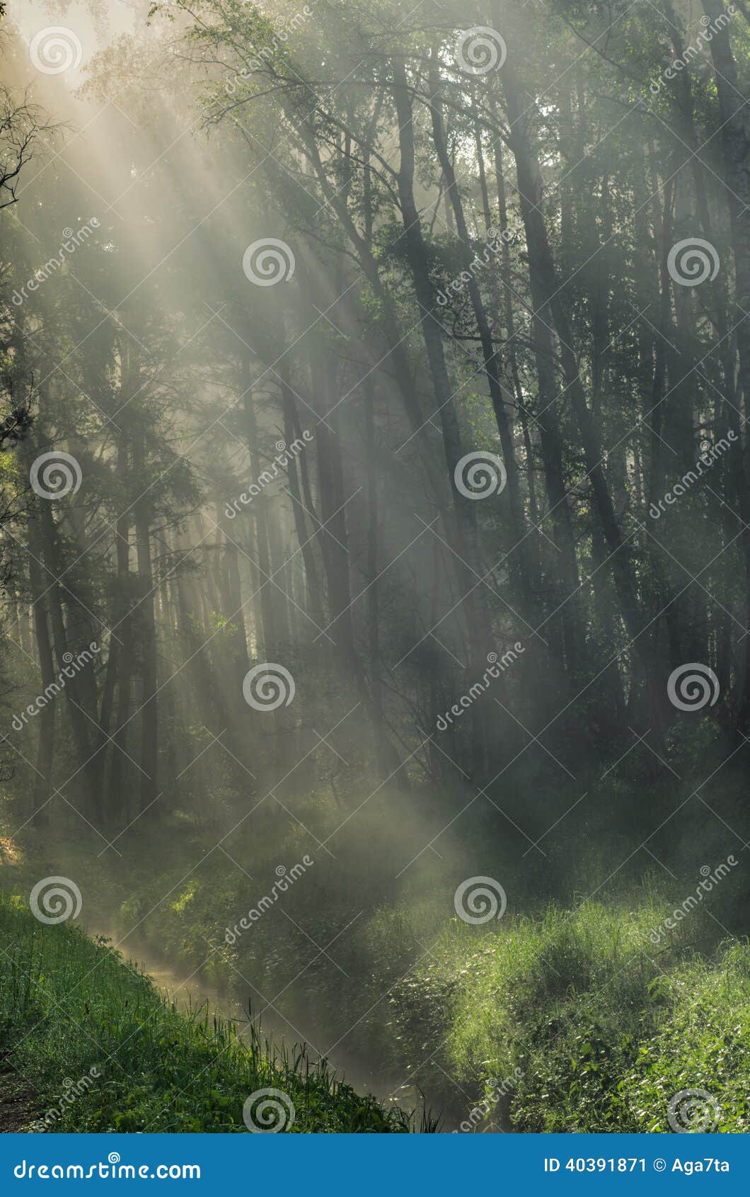 Spring Forest with Sunbeams Stock Image - Image of misty, beauty: 40391871