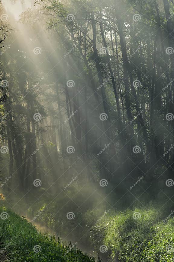 Spring Forest with Sunbeams Stock Image - Image of misty, beauty: 40391871