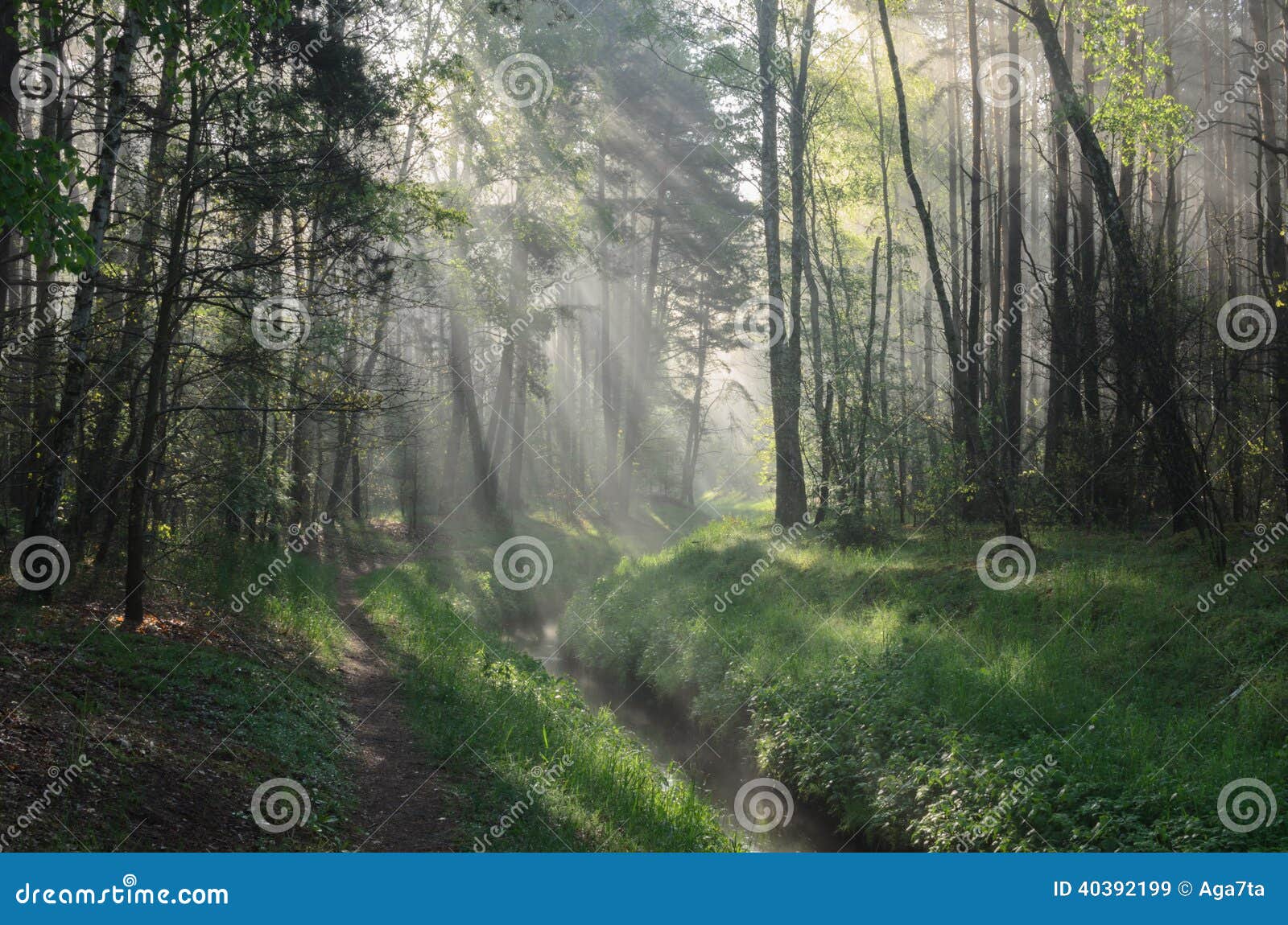 Spring Forest with Sunbeams Stock Image - Image of park, beam: 40392199
