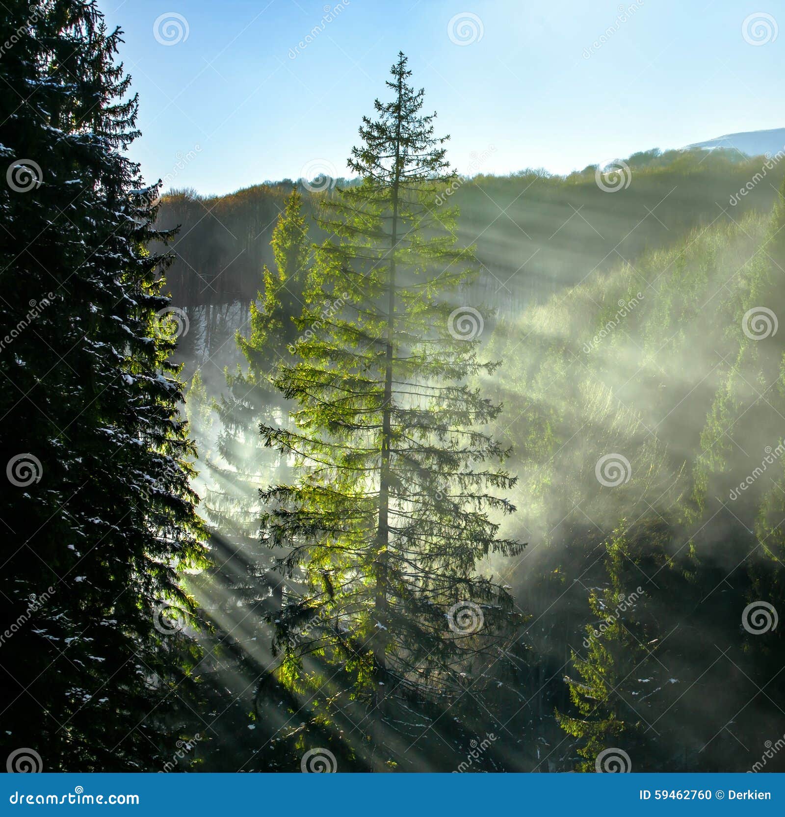 Spring forest stock photo. Image of pine, environment - 59462760