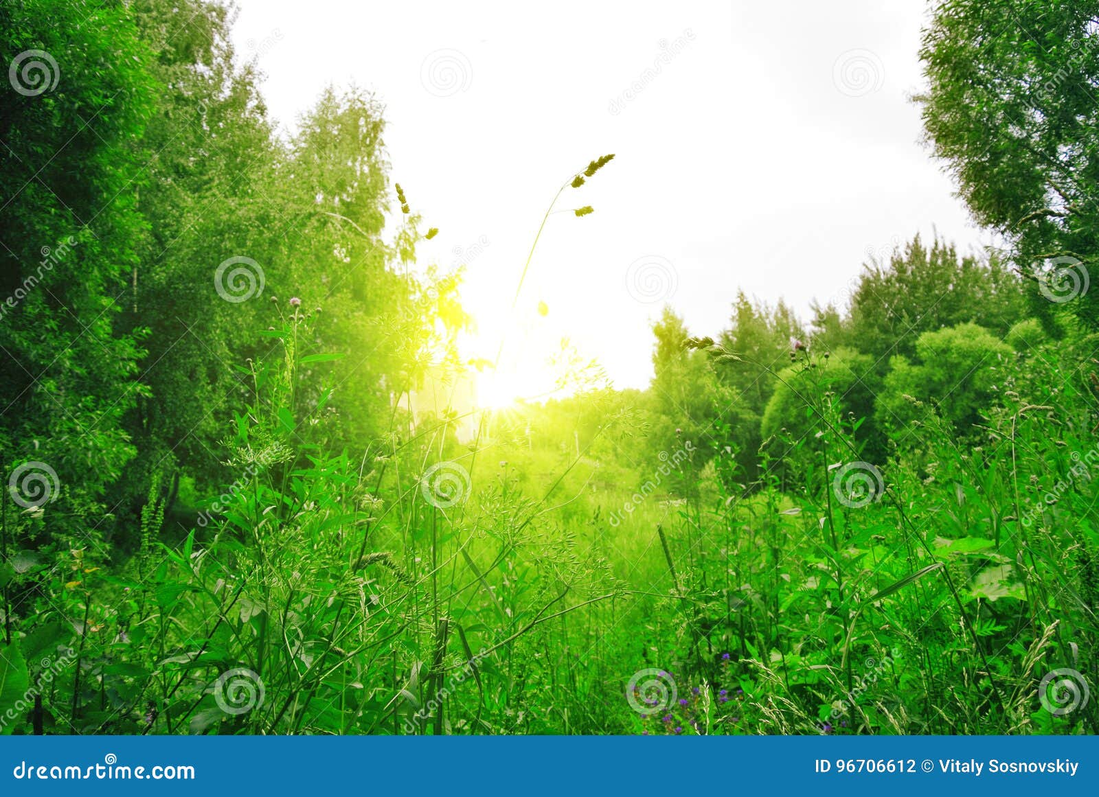 Spring Forest in the Sunny Afternoon Stock Photo - Image of misty ...