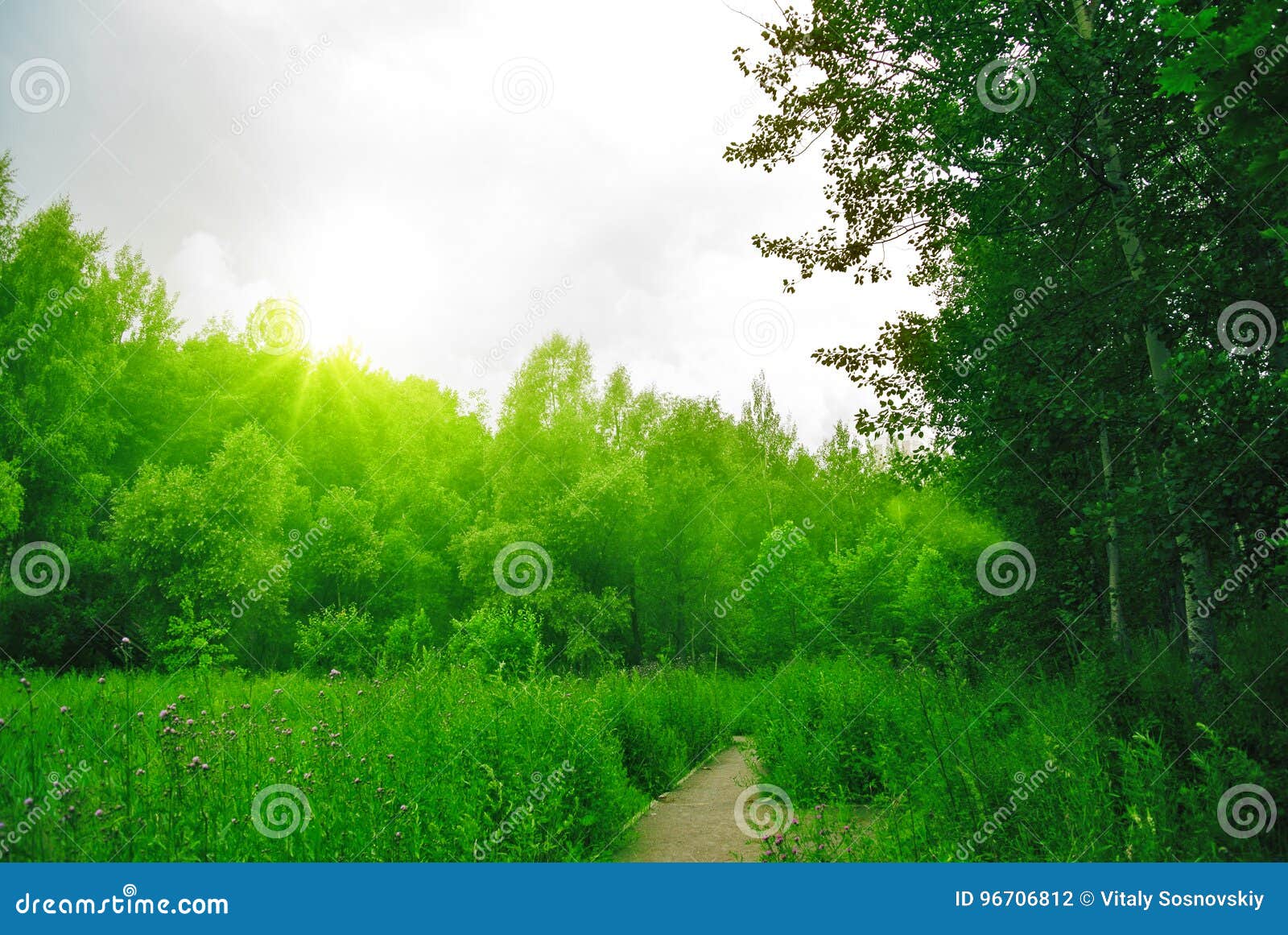 Spring Forest in the Sunny Afternoon Stock Photo - Image of outdoor ...