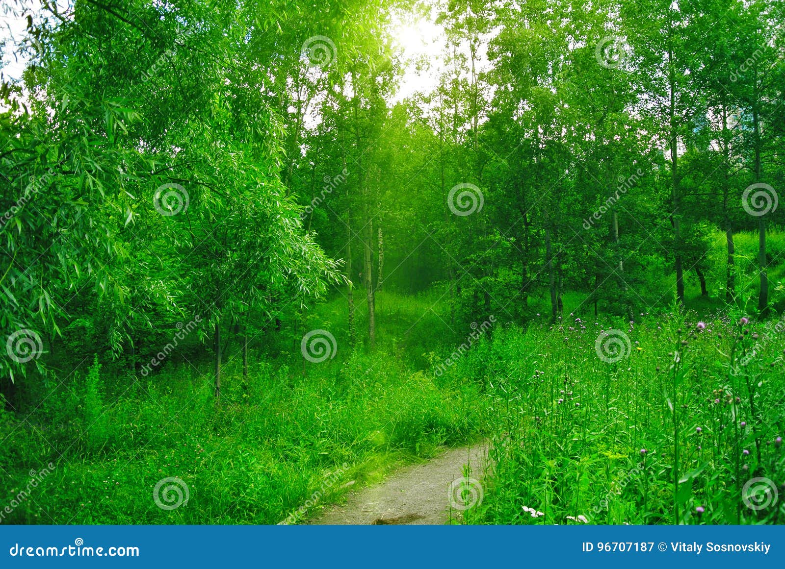 Spring Forest in the Sunny Afternoon Stock Image - Image of jungle ...