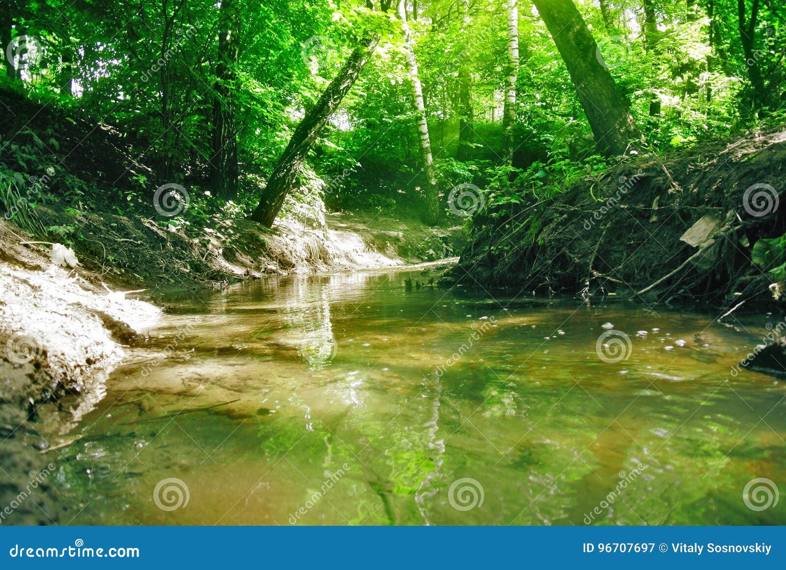 Spring Forest in the Sunny Afternoon Stock Image - Image of foliage ...