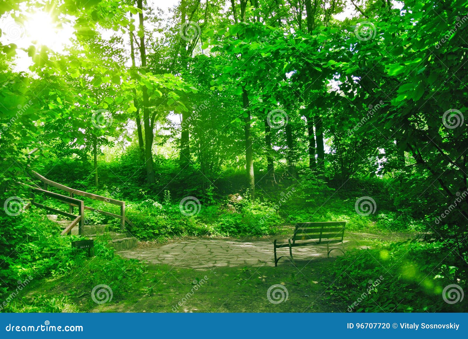Spring Forest in the Sunny Afternoon Stock Photo - Image of green ...