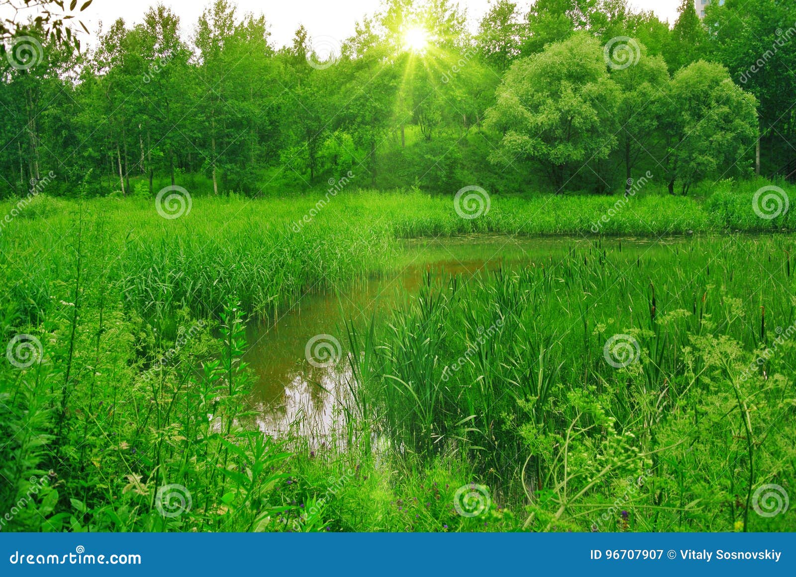 Spring Forest in the Sunny Afternoon Stock Image - Image of light ...