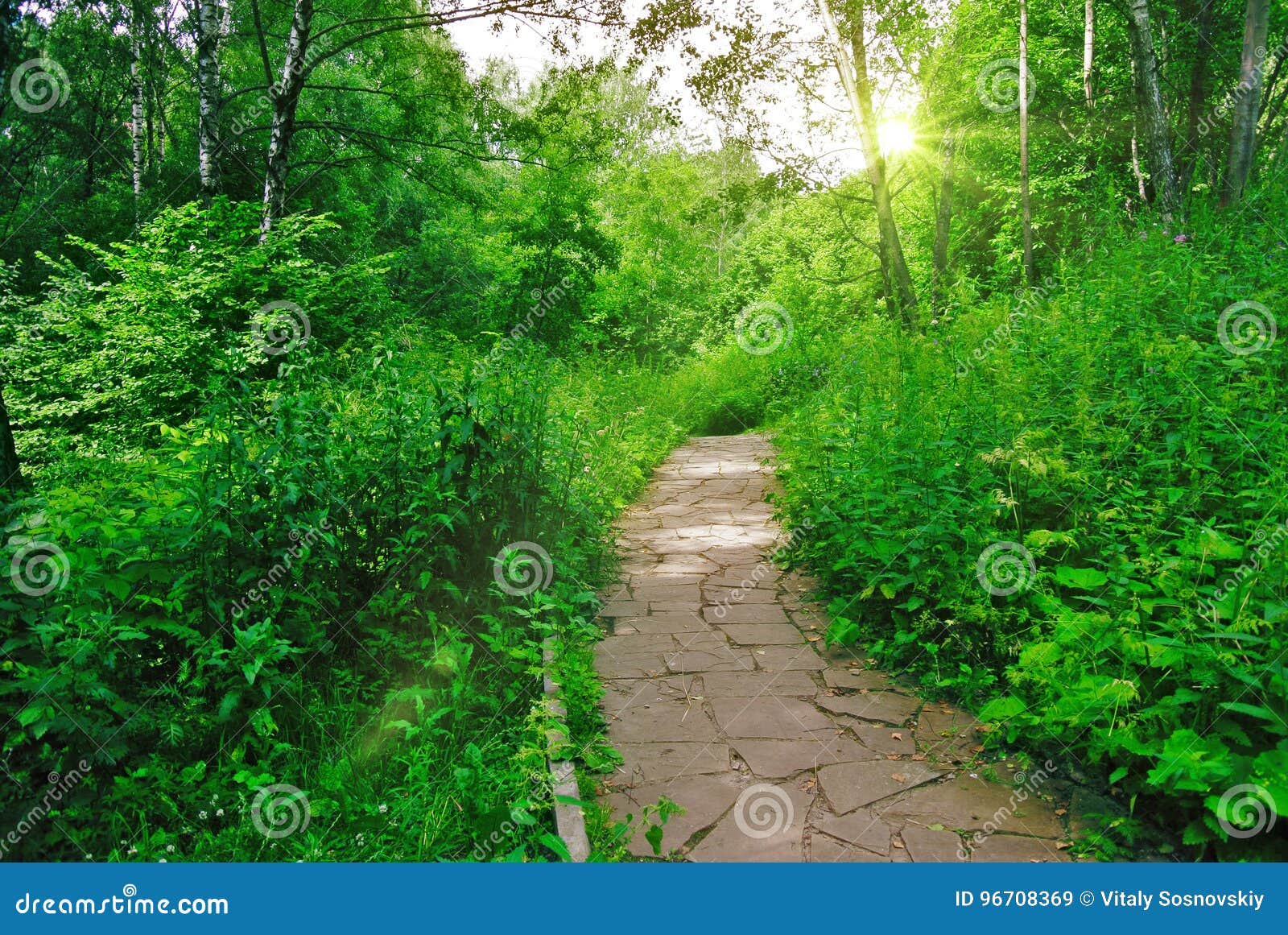 Spring Forest in the Sunny Afternoon Stock Image - Image of dark, misty ...