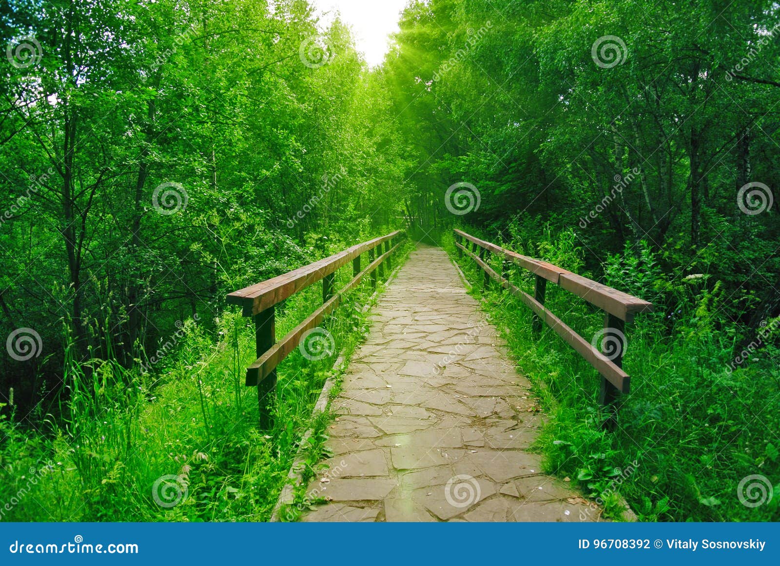 Spring Forest in the Sunny Afternoon Stock Photo - Image of nature ...
