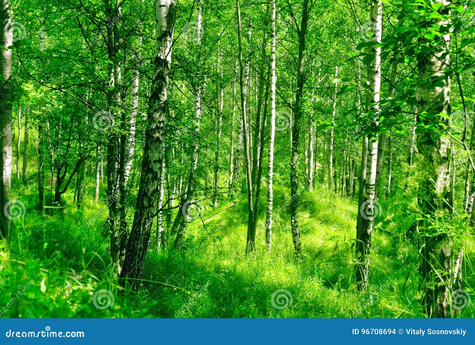 Spring Forest in the Sunny Afternoon Stock Photo - Image of forest ...