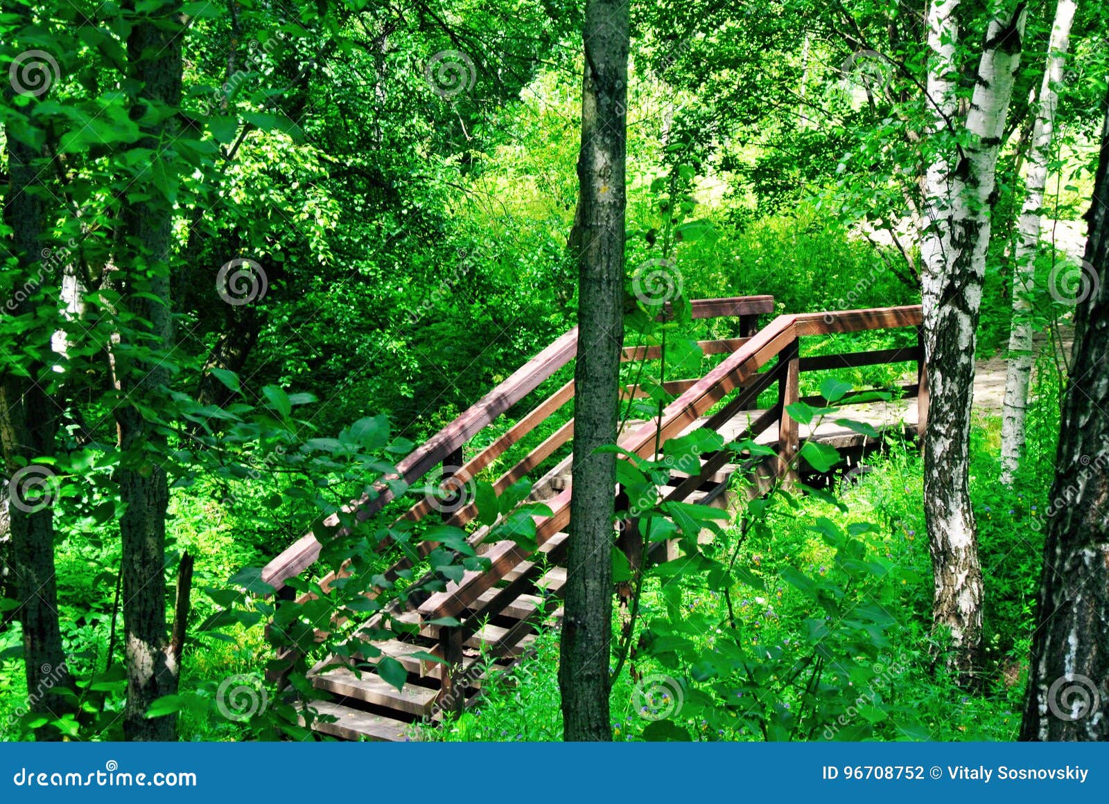 Spring Forest in the Sunny Afternoon Stock Photo - Image of beautiful ...