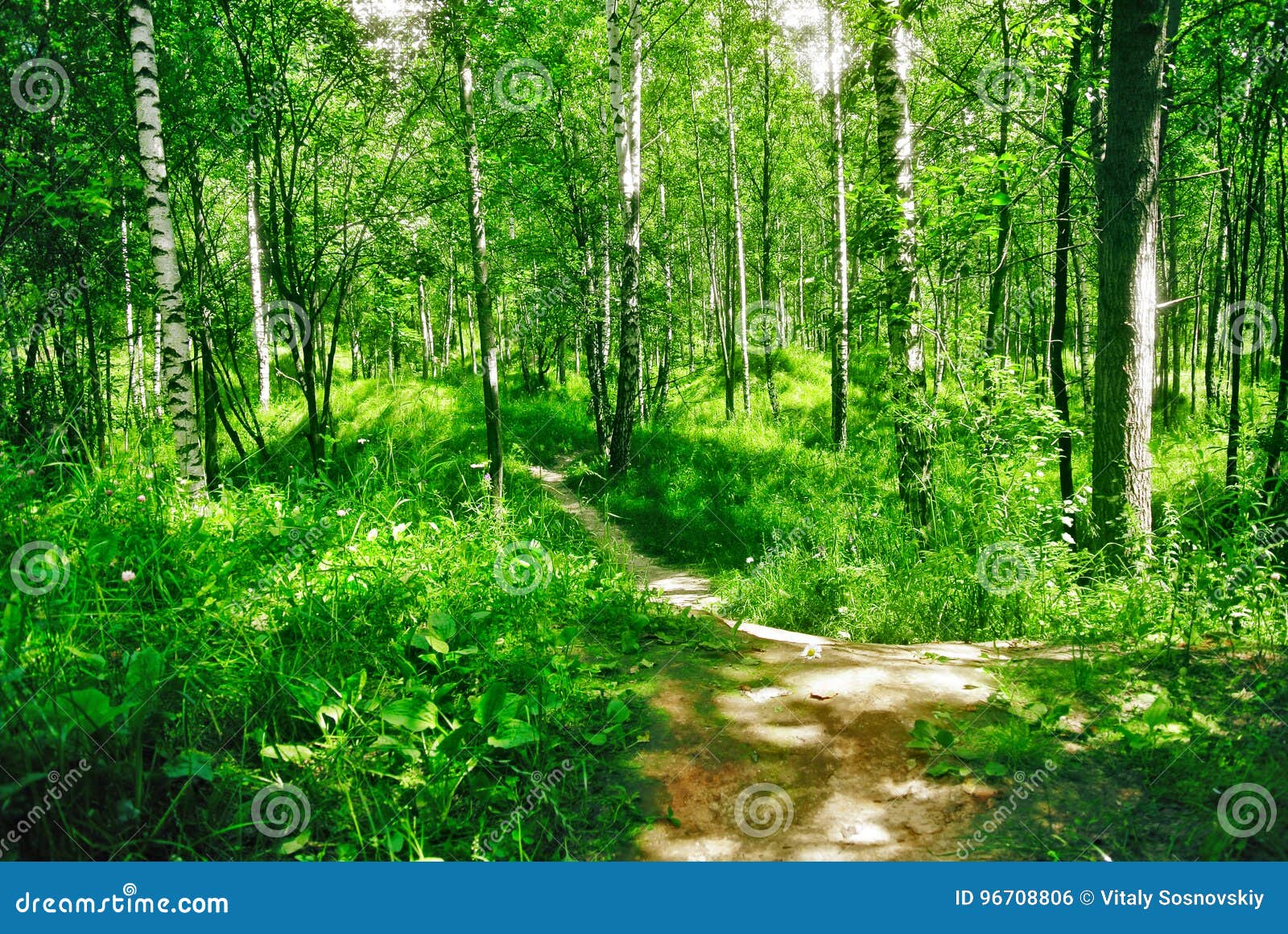 Spring Forest in the Sunny Afternoon Stock Photo - Image of outdoor ...