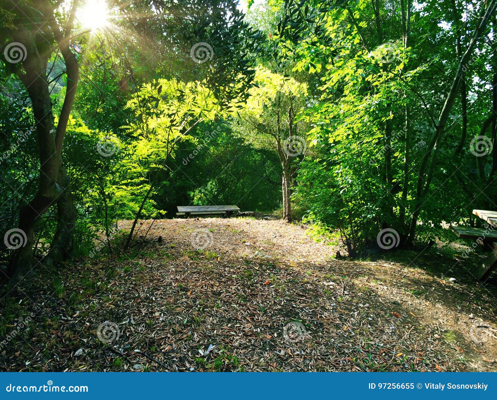 Spring Forest in the Sunny Afternoon Stock Image - Image of lawn, road ...
