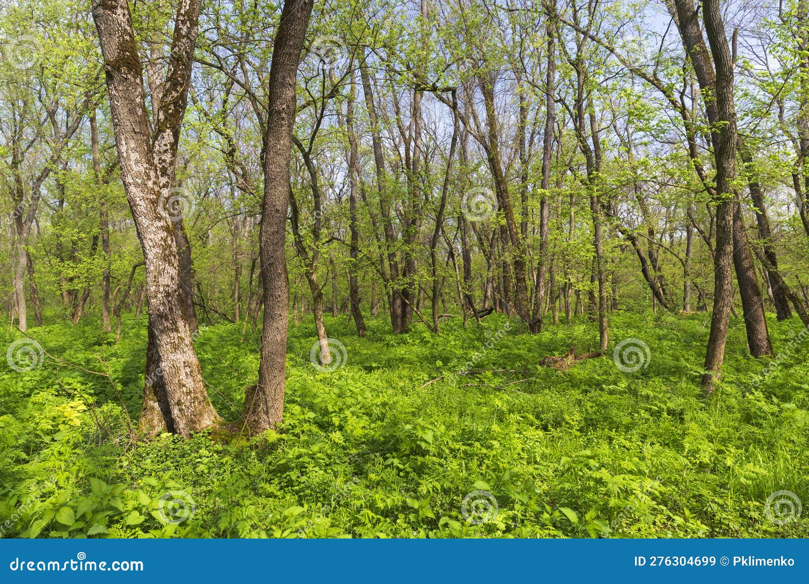 Spring in forest stock image. Image of jungle, beautiful - 276304699