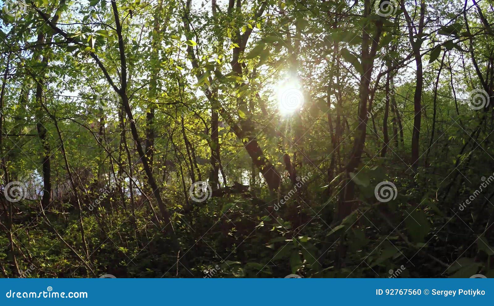 Spring forest at sunset stock footage. Video of scenery - 92767560