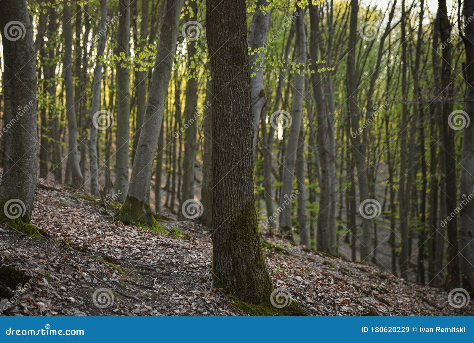 Spring Forest at Sunset. Young Green Leaves Stock Image - Image of ...
