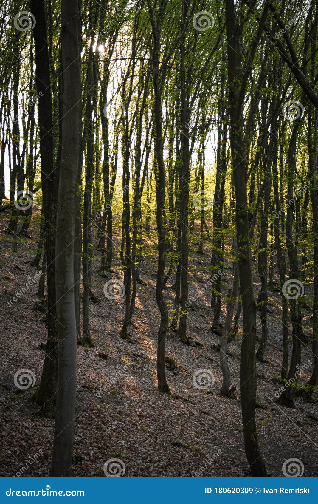 Spring Forest at Sunset. Young Green Leaves Stock Image - Image of ...