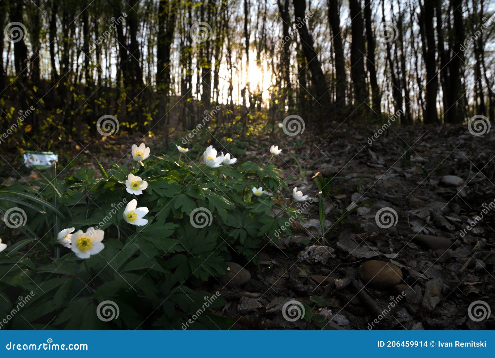 Spring Forest at Sunset. Young Green Leaves Stock Photo - Image of ...