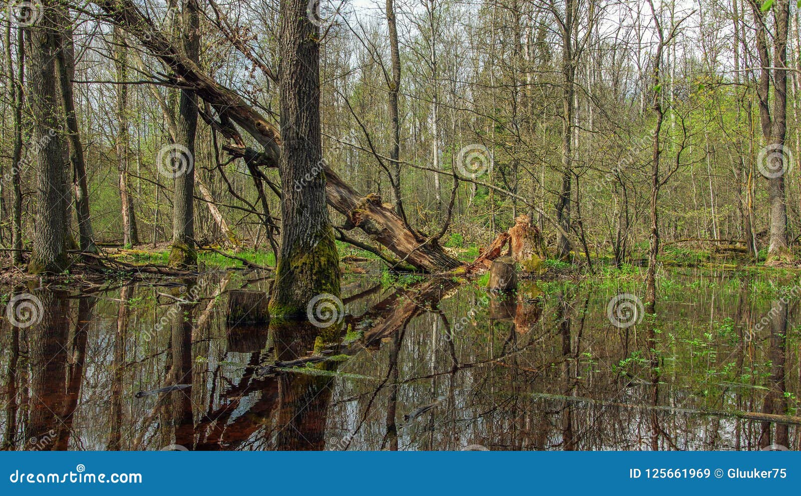 Spring forest swamp stock image. Image of picturesque - 125661969