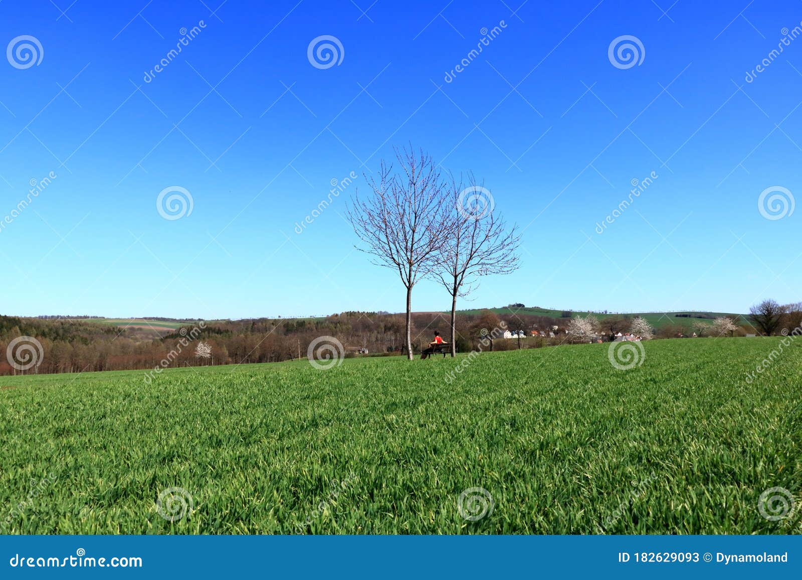 Spring Forest Theme: Leafless Trees and Blue Sky Stock Image - Image of ...