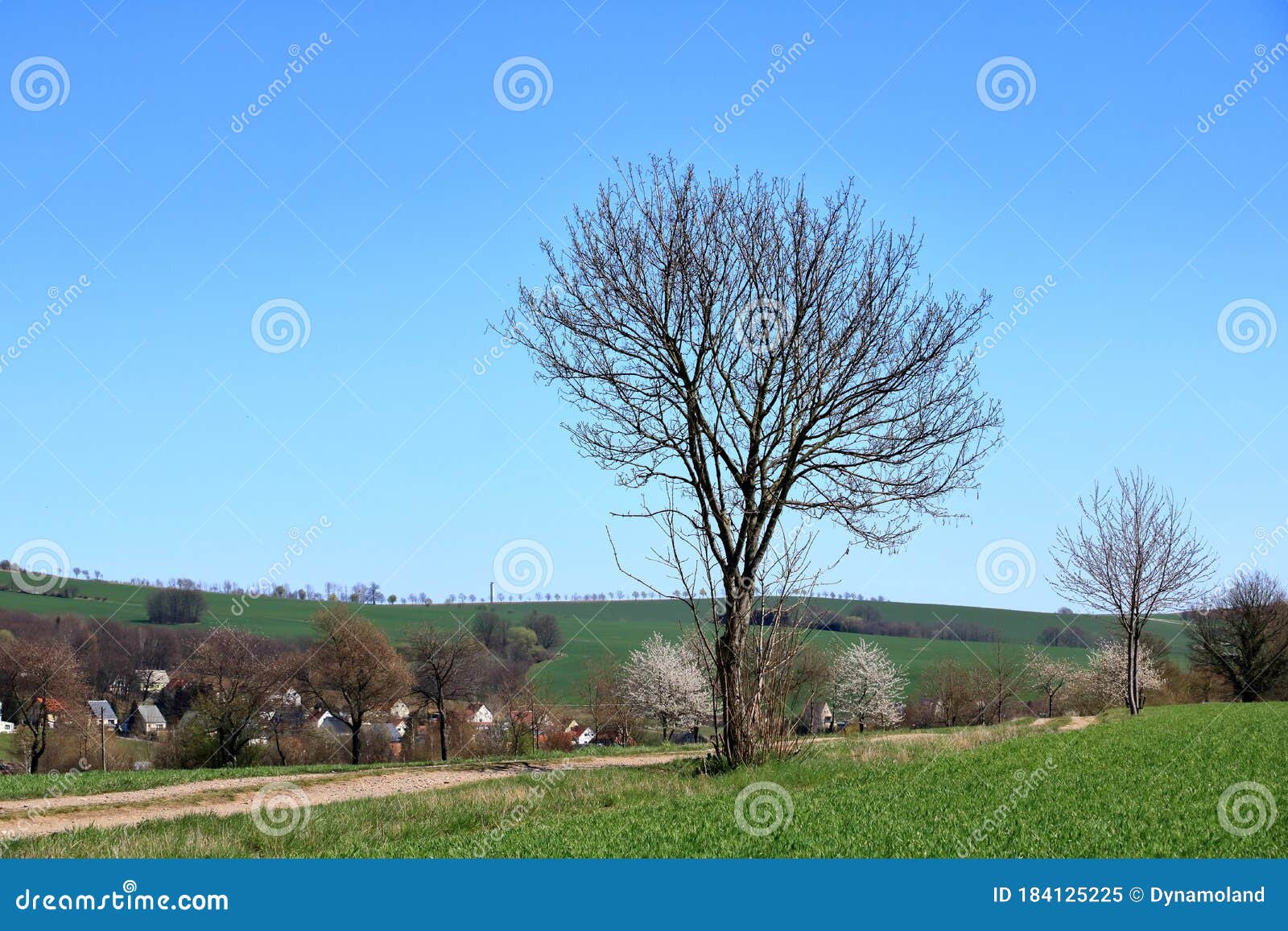 Spring Forest Theme: Leafless Trees and Blue Sky Stock Image - Image of ...