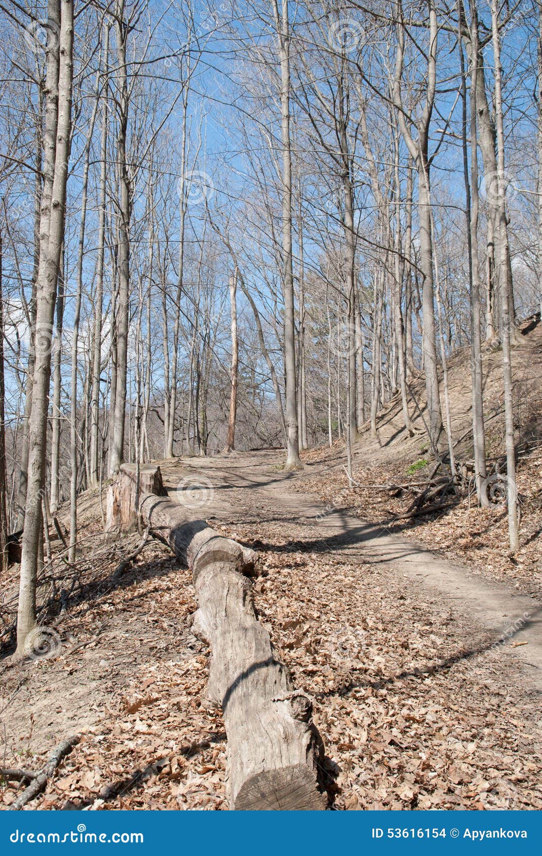Spring forest. Thicket stock photo. Image of coniferous - 53616154