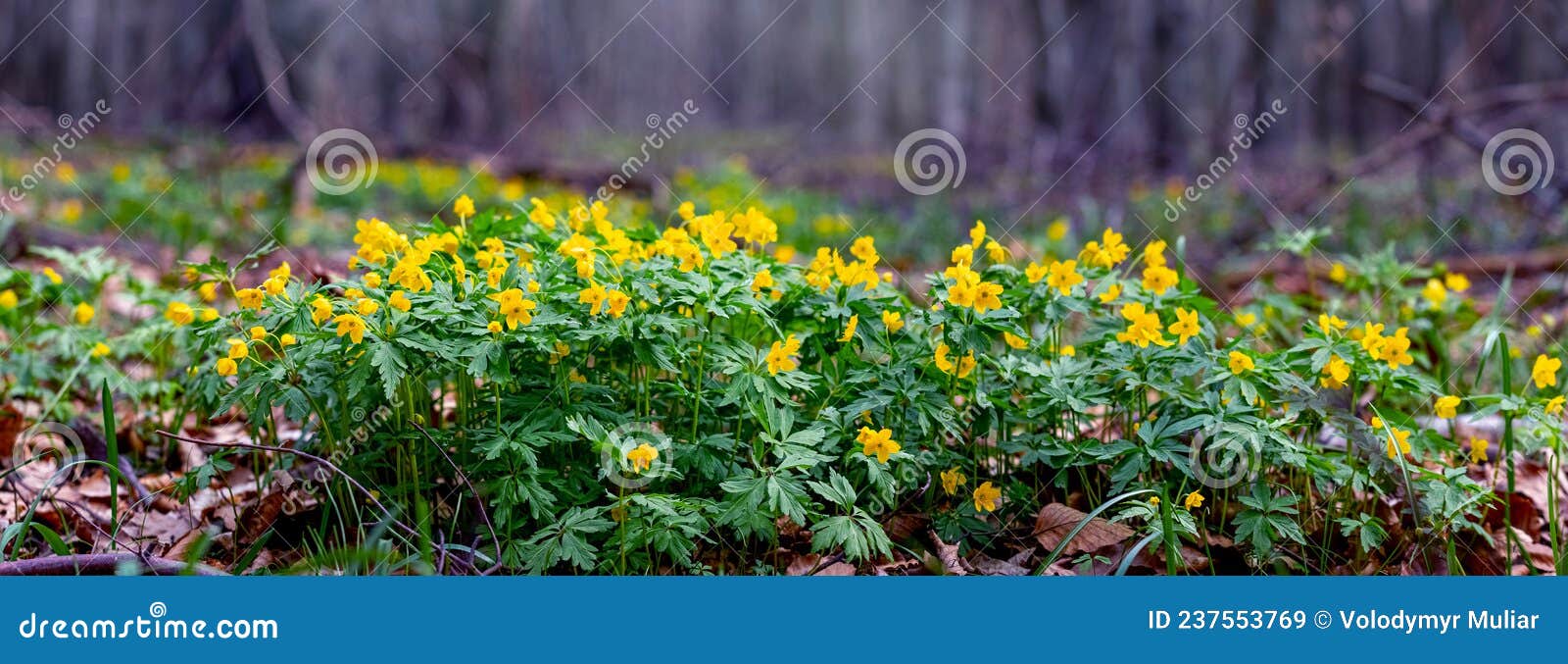 Spring Forest with Thickets of Yellow Anemones Stock Image - Image of ...