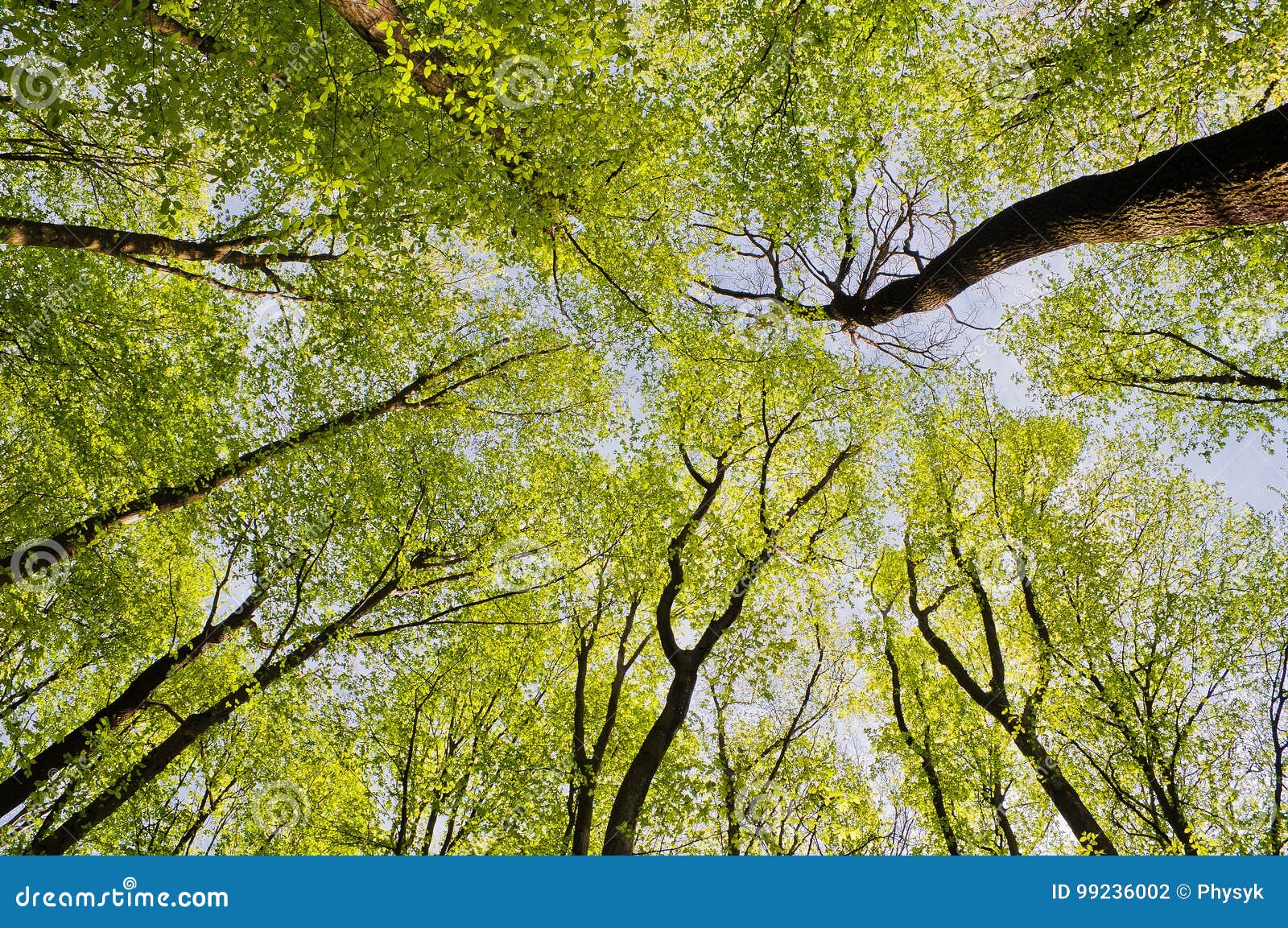 The Tops of Trees in Spring Forest Stock Photo - Image of angle ...