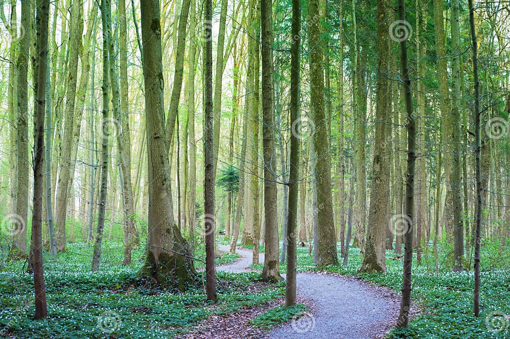 Spring forest trail stock image. Image of grass, road - 22333989