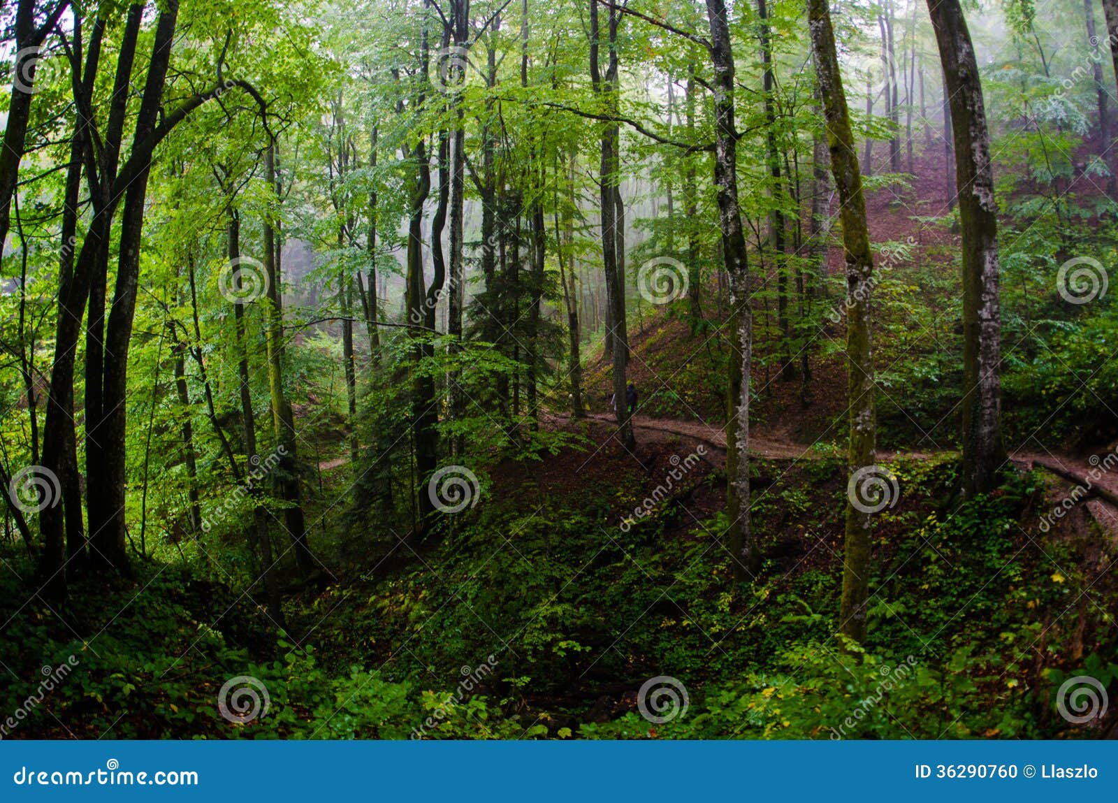 Spring forest trail stock photo. Image of leaves, forested - 36290760