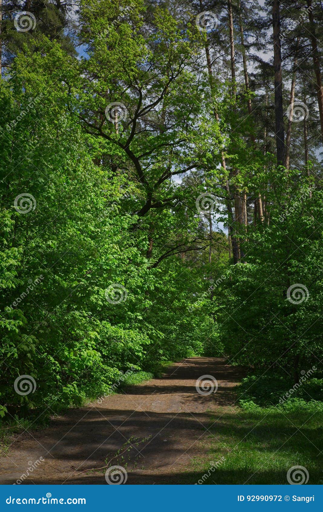 Spring forest trails. stock photo. Image of natural, park - 92990972