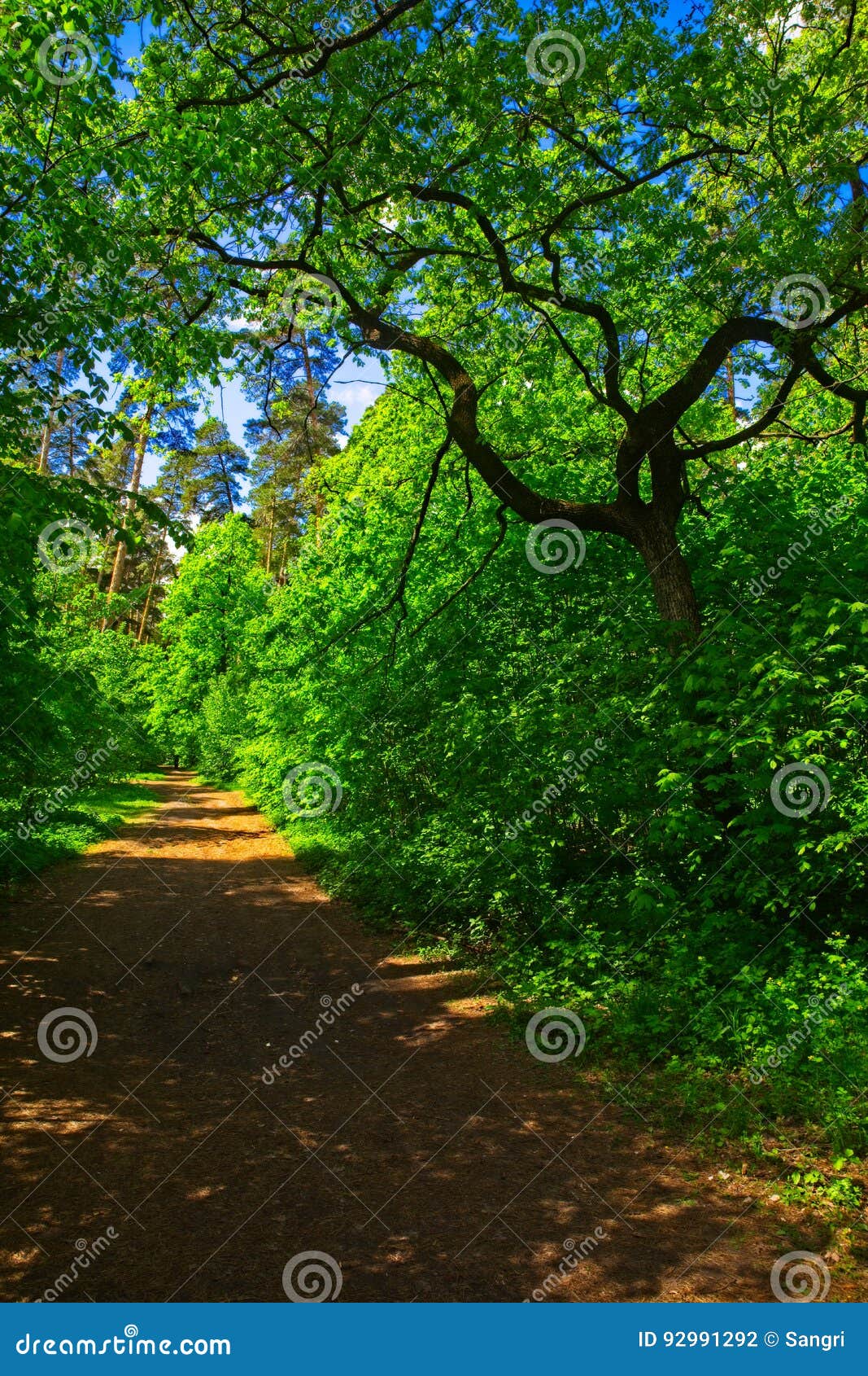 Spring forest trails. stock photo. Image of colorful - 92991292