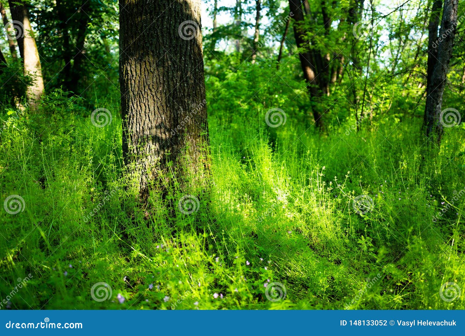 Spring in the Forest Tree Trunks Stock Photo - Image of forest, spring ...