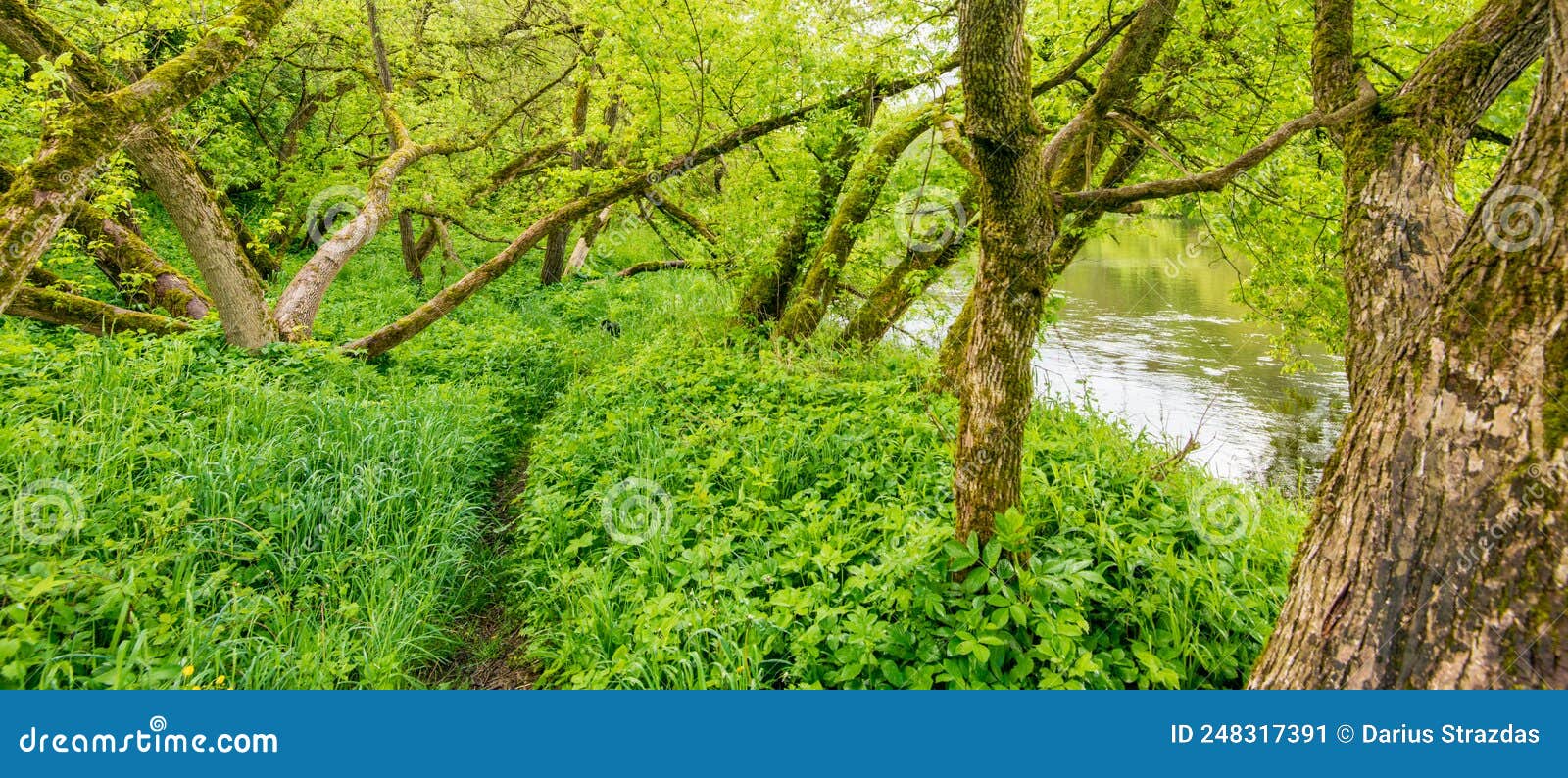 Spring Forest, Trees in Green and Tiny Path, Panorama View Stock Image ...