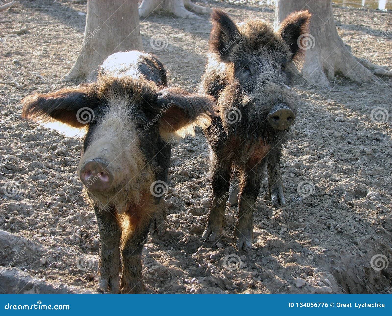 In the Woods among the Trees is a Herd of Wild Boars Stock Photo ...
