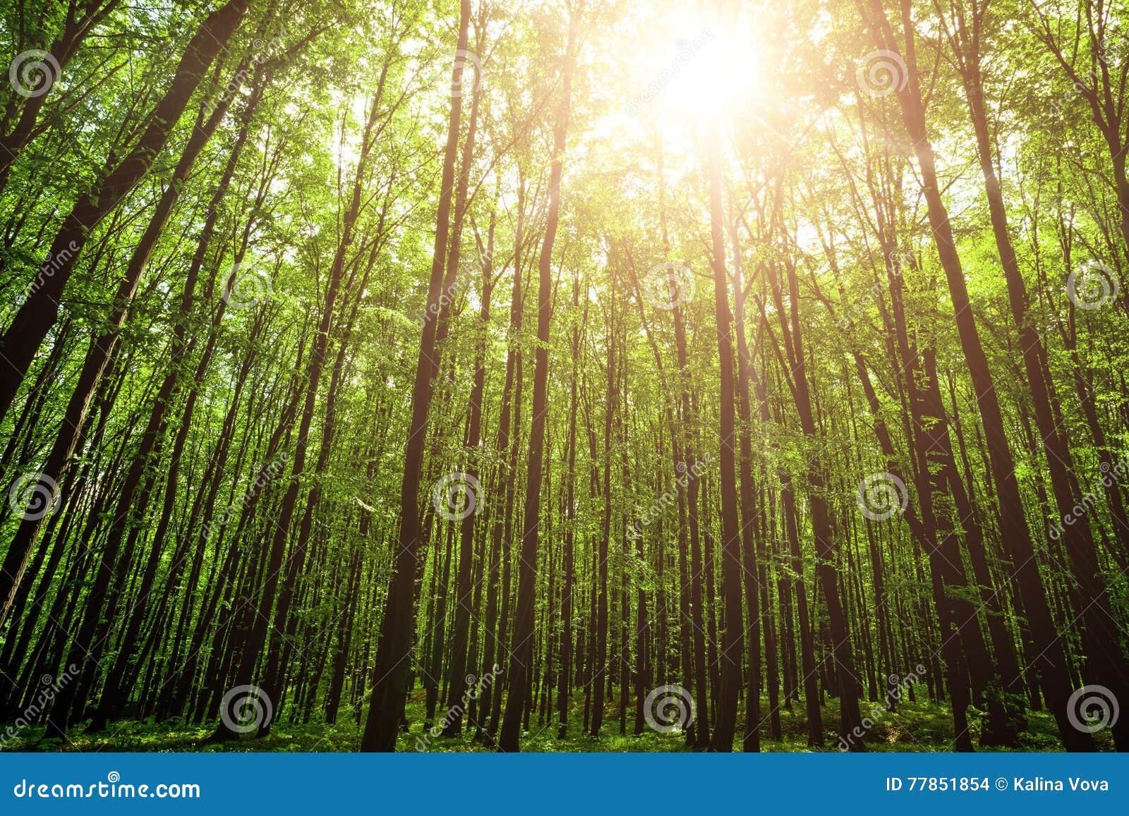 Spring forest trees stock photo. Image of pathway, autumn - 77851854