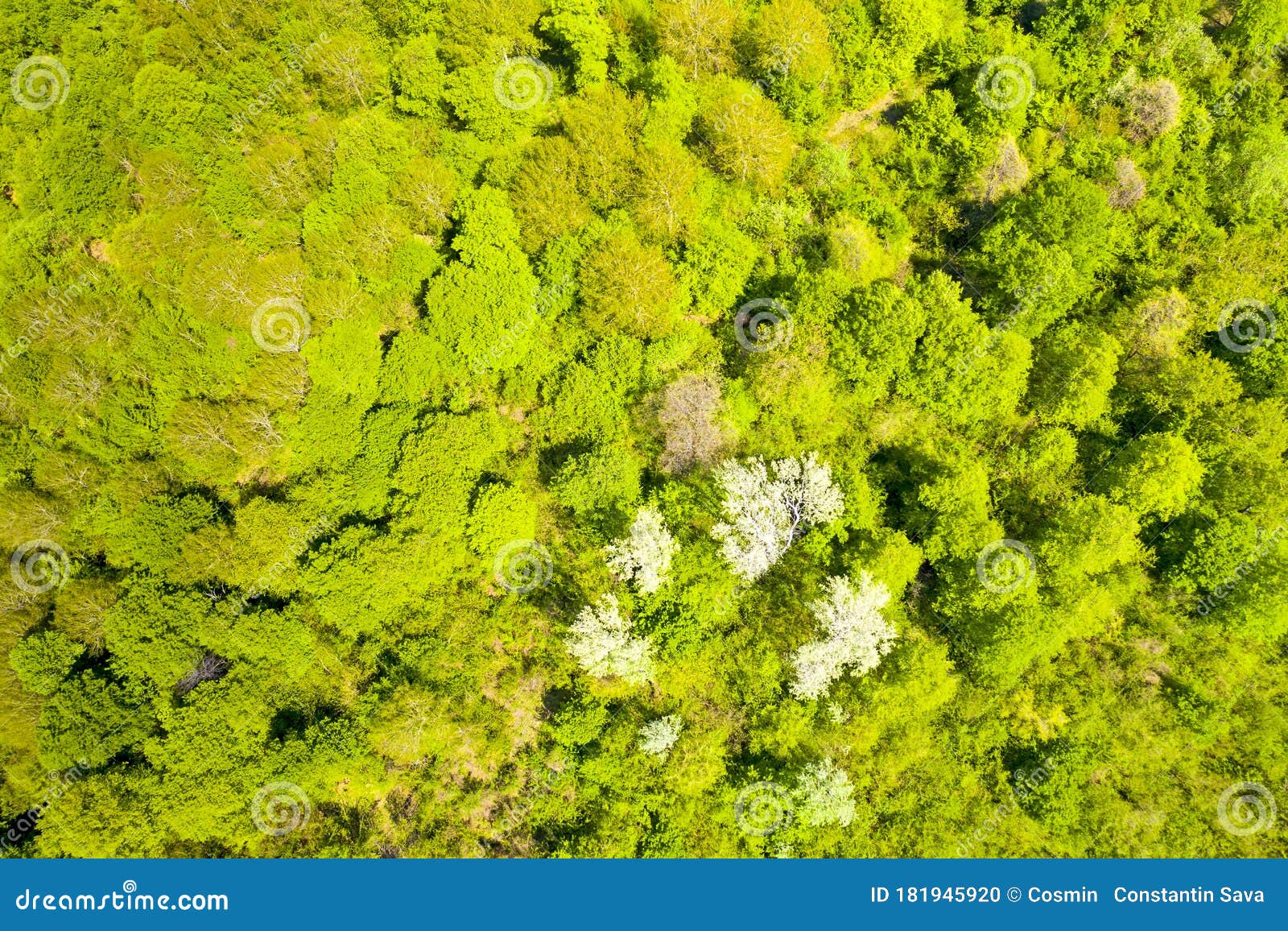 Spring Forest Trees Texture Stock Photo - Image of pattern, aerial ...