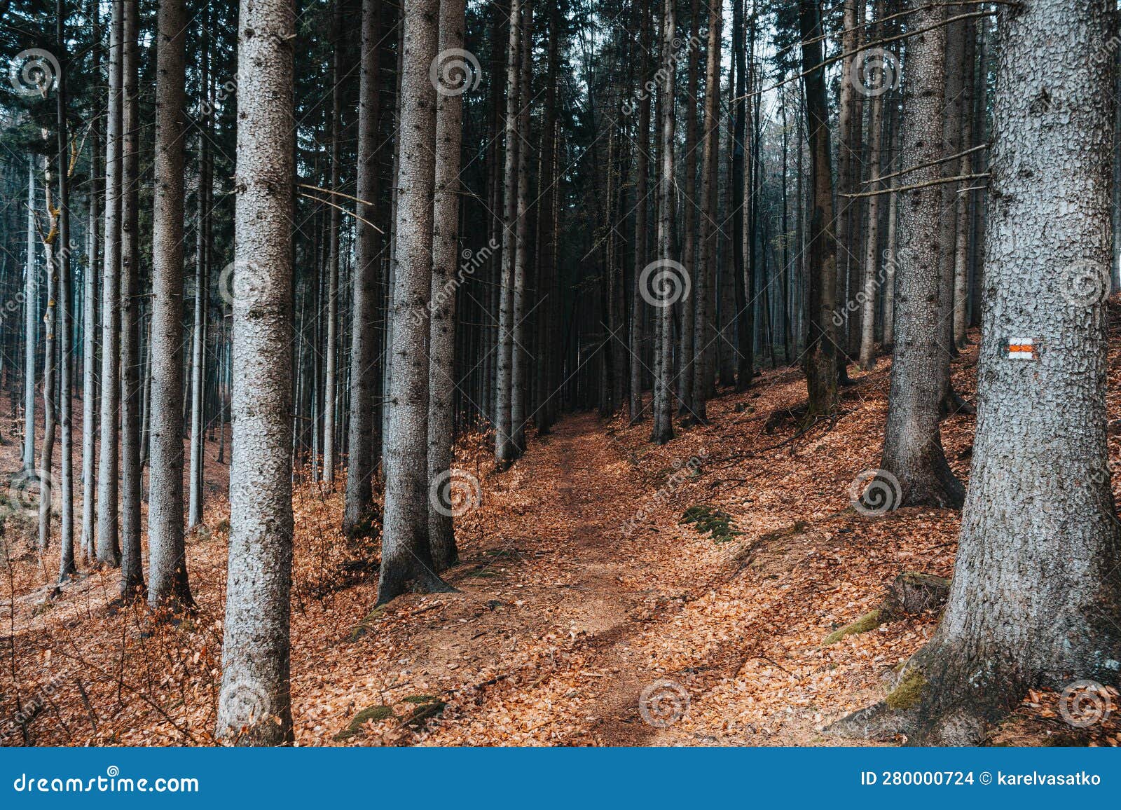 Spring Forest with Trees and Touristic Path, Czechia Stock Photo ...