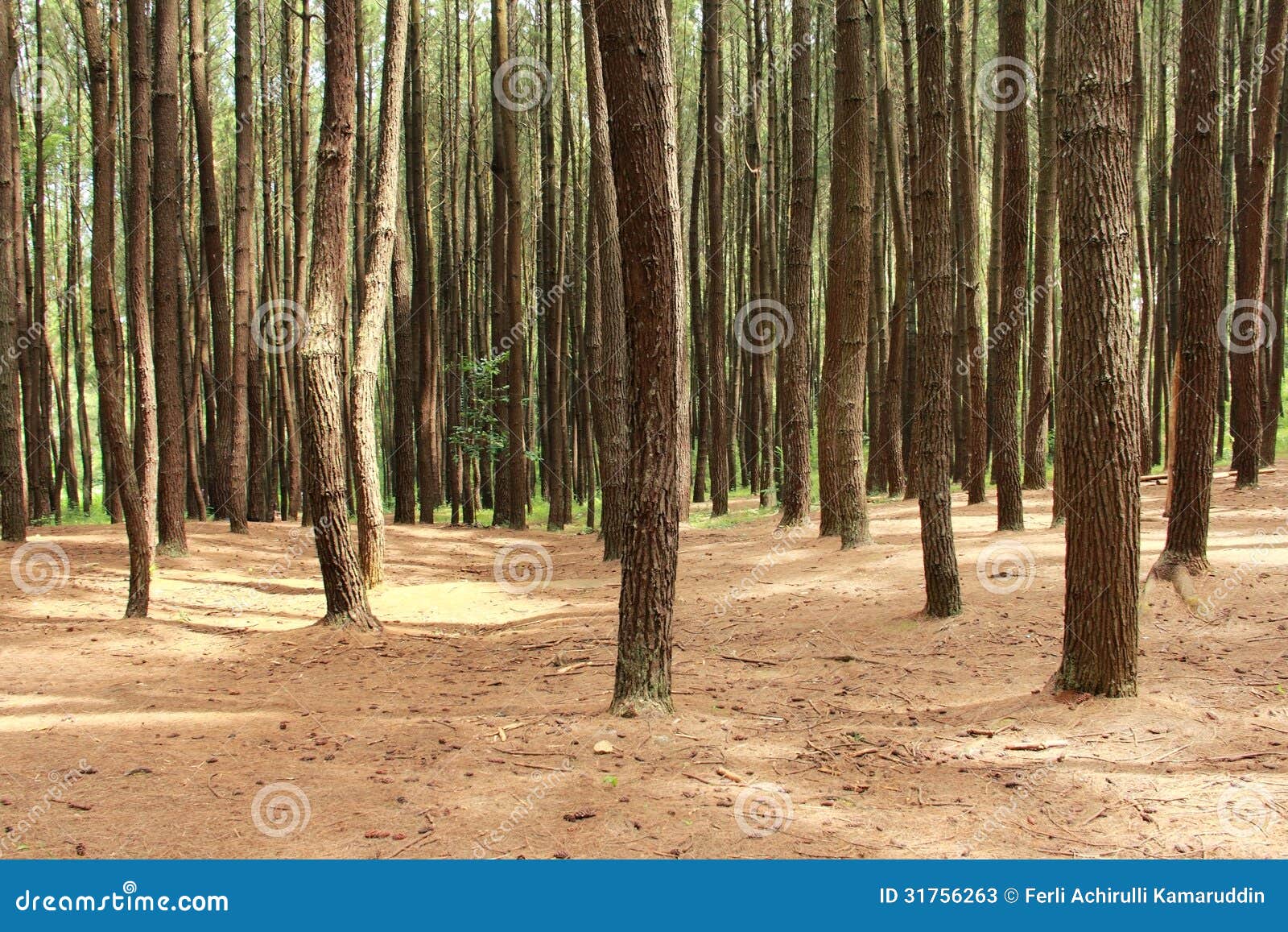 Spring forest treetops stock image. Image of environment - 31756263