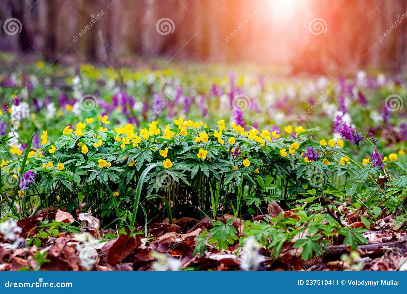 Spring Forest with a Variety of Spring Flowers at Sunset Stock Image ...