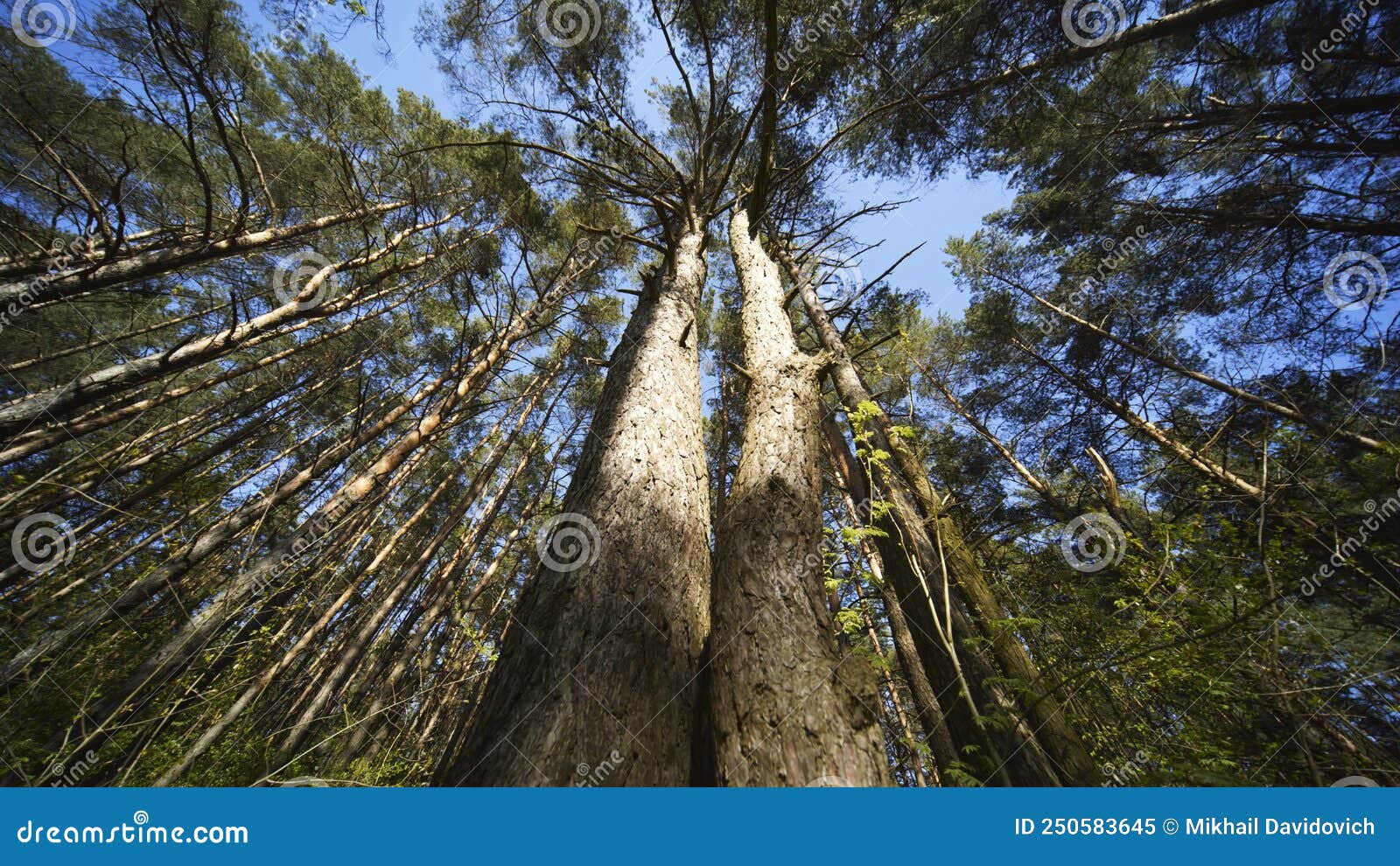 Spring Forest. View from Below with a Slider. Stock Image - Image of ...