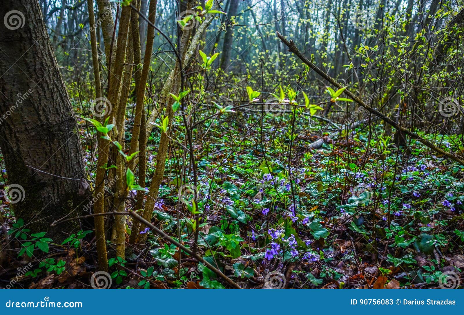 Spring forest with violets stock image. Image of beautiful - 90756083