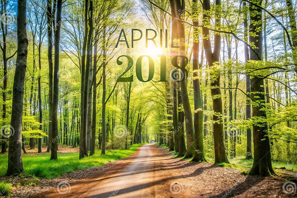 Spring Forest Walk in April Stock Illustration - Illustration of canopy ...
