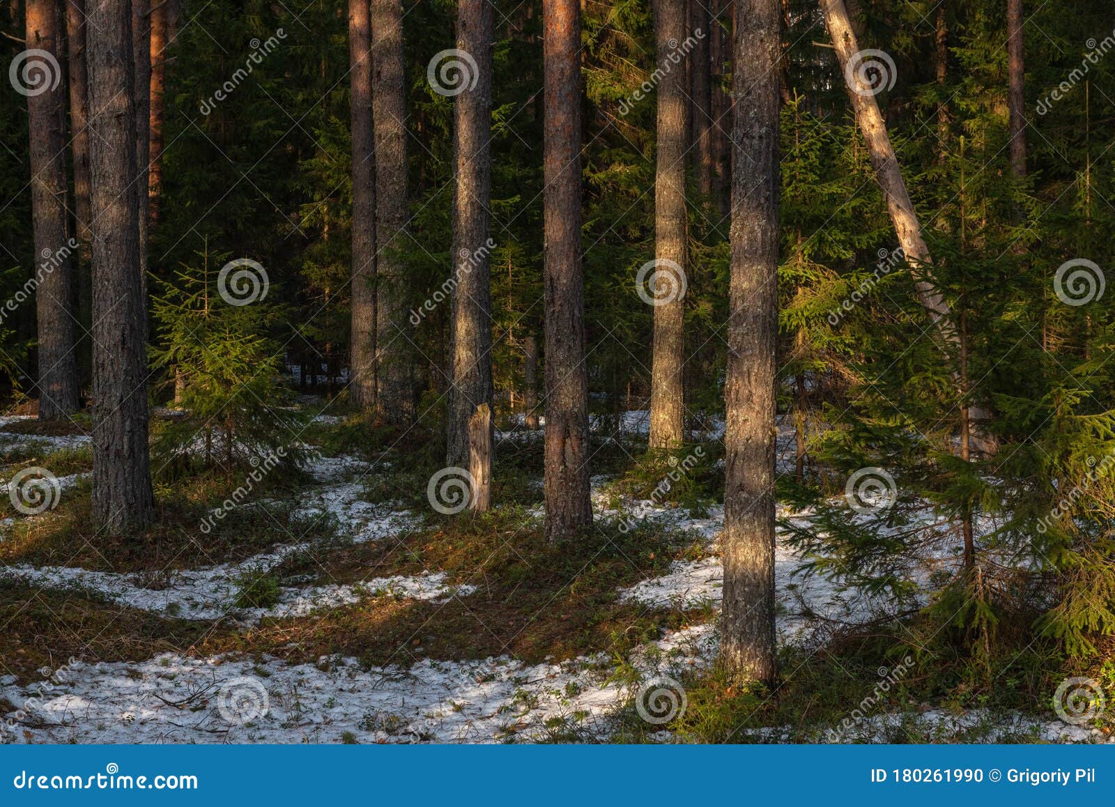 Spring Forest at Warm Sunset Stock Photo - Image of bright, light ...
