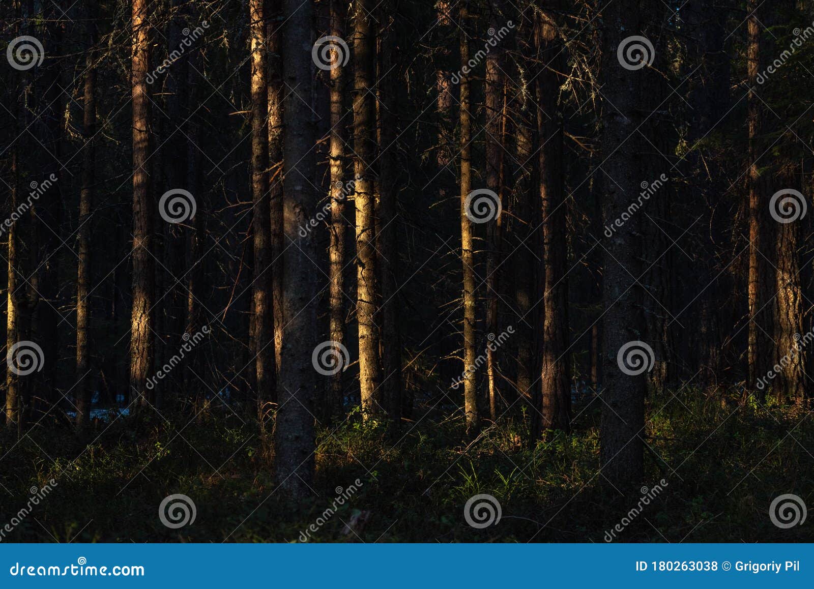 Spring Forest at Warm Sunset Stock Photo - Image of scenic, forest ...